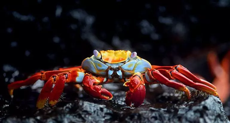 Galapagos ûnder wetter