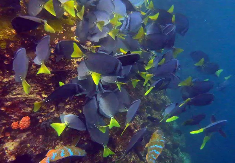 Galapagos ûnder wetter 4961_2