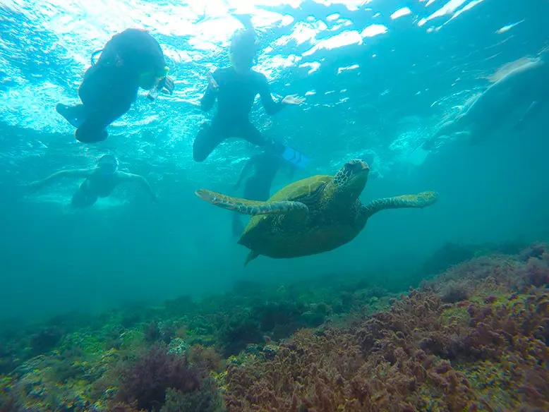 Galapagos ûnder wetter 4961_4