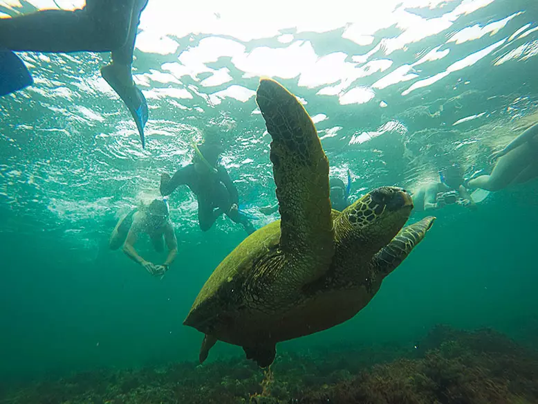 Galapagos ûnder wetter 4961_8