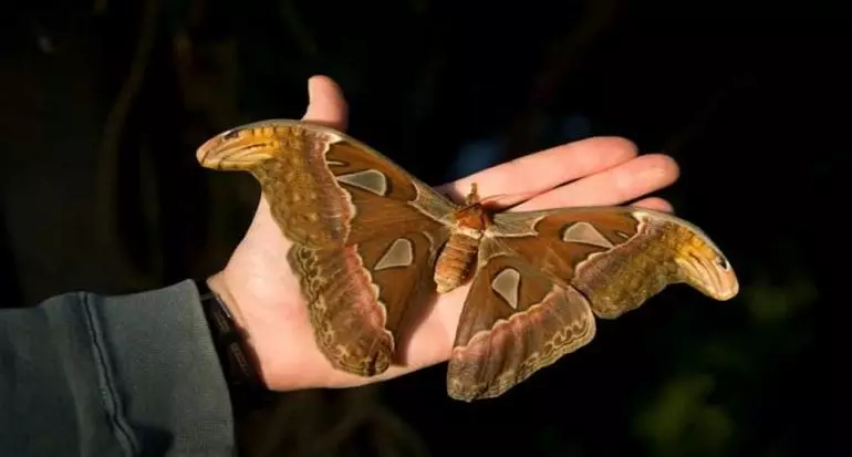 Ano ang pinakamalaking insekto sa mundo?