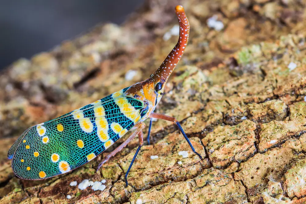 Hvad er de største insekter i verden? 4963_7