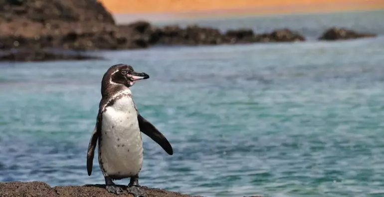 galapagos penguin