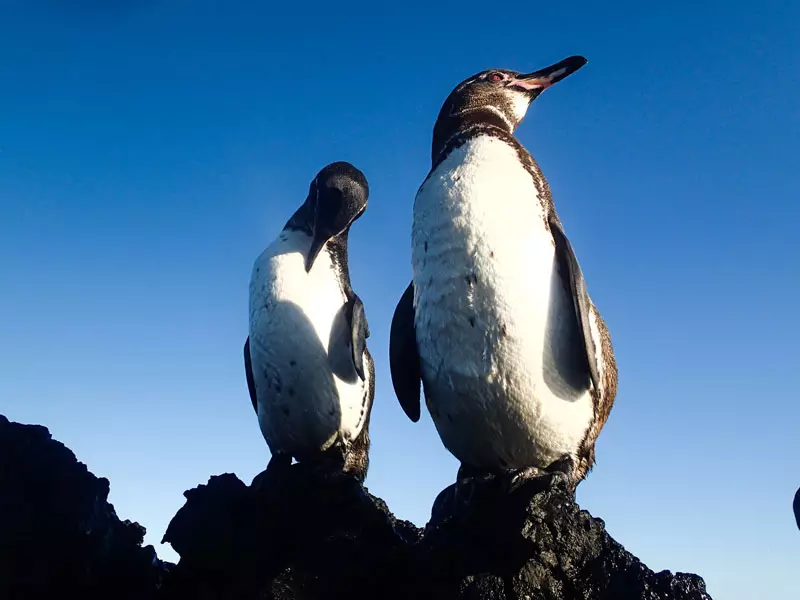 galapagos penguin