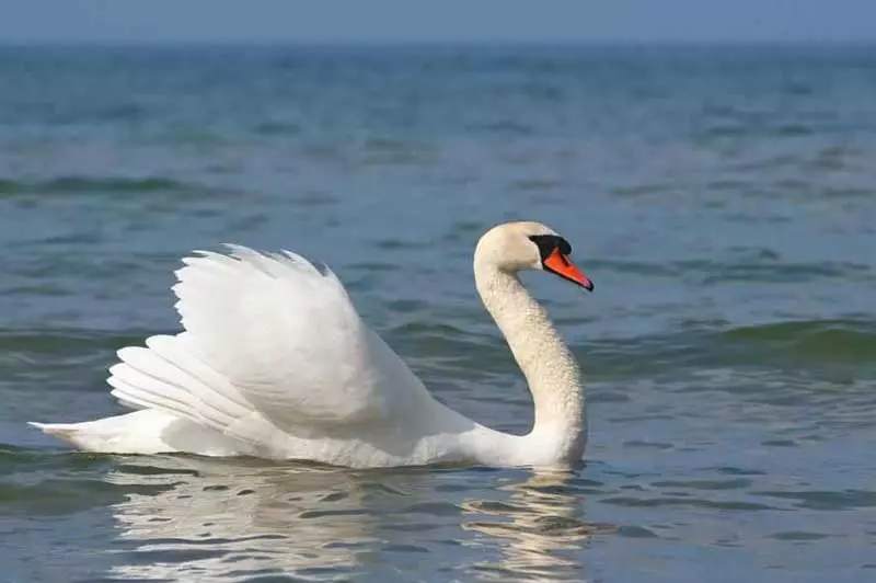 水の中を移動する白鳥ウィンドサーフィン 4975_2