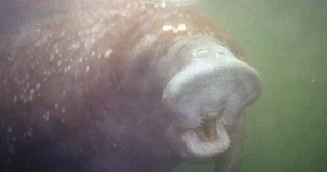 Manatees ifite intera ndende yo gukoraho.