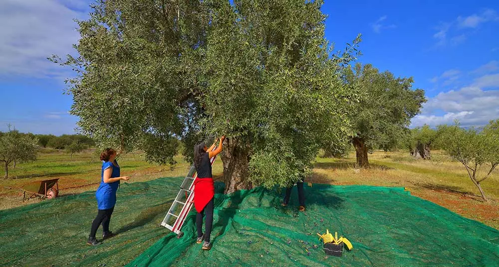 Les fermes biologiques de Grèce 5062_2