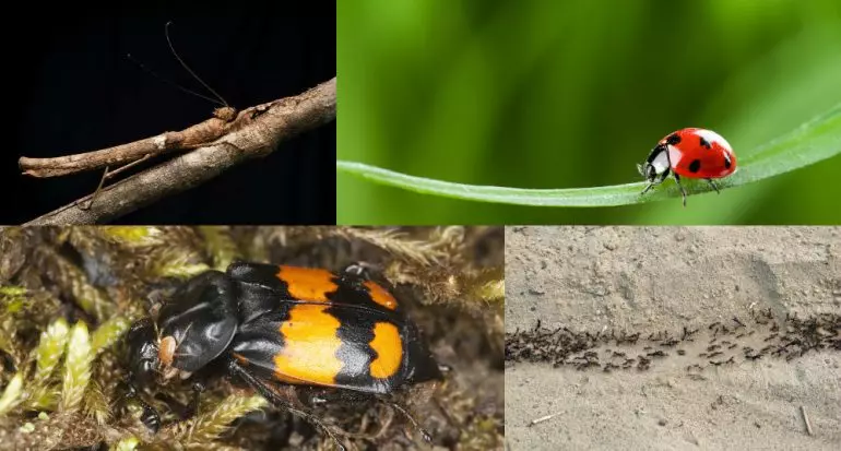 Comment les insectes survivent (et comment ils nous aident)