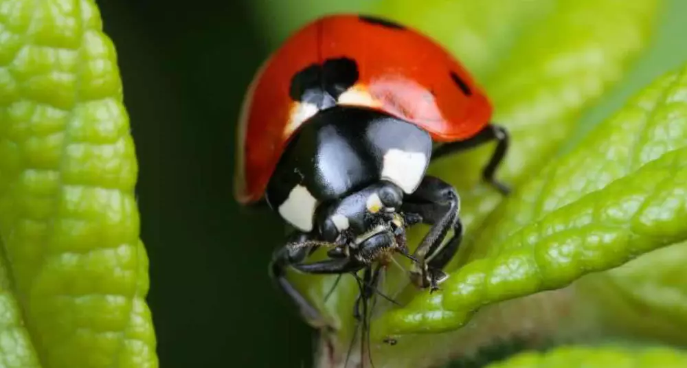 Wie Insekten überleben (und wie sie uns helfen) 5096_3