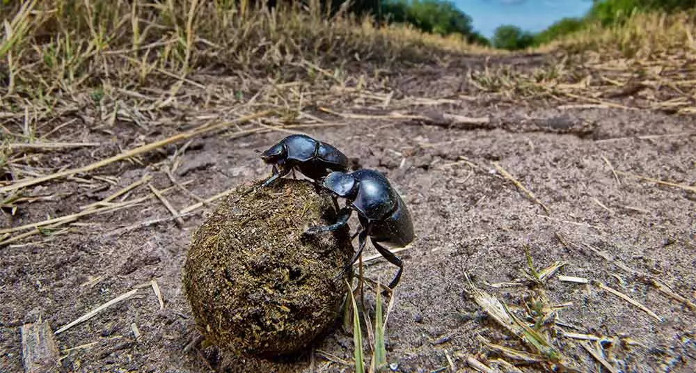 Comment les insectes survivent (et comment ils nous aident) 5096_5