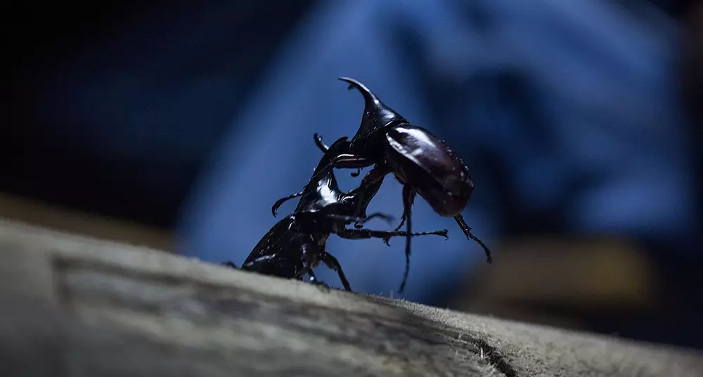 Wie Insekten überleben (und wie sie uns helfen) 5096_6