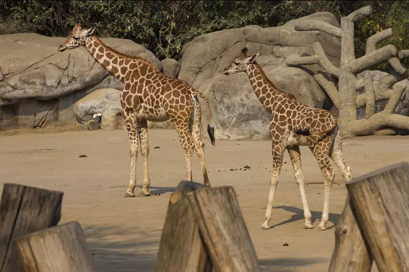 Sicaru Giraffe