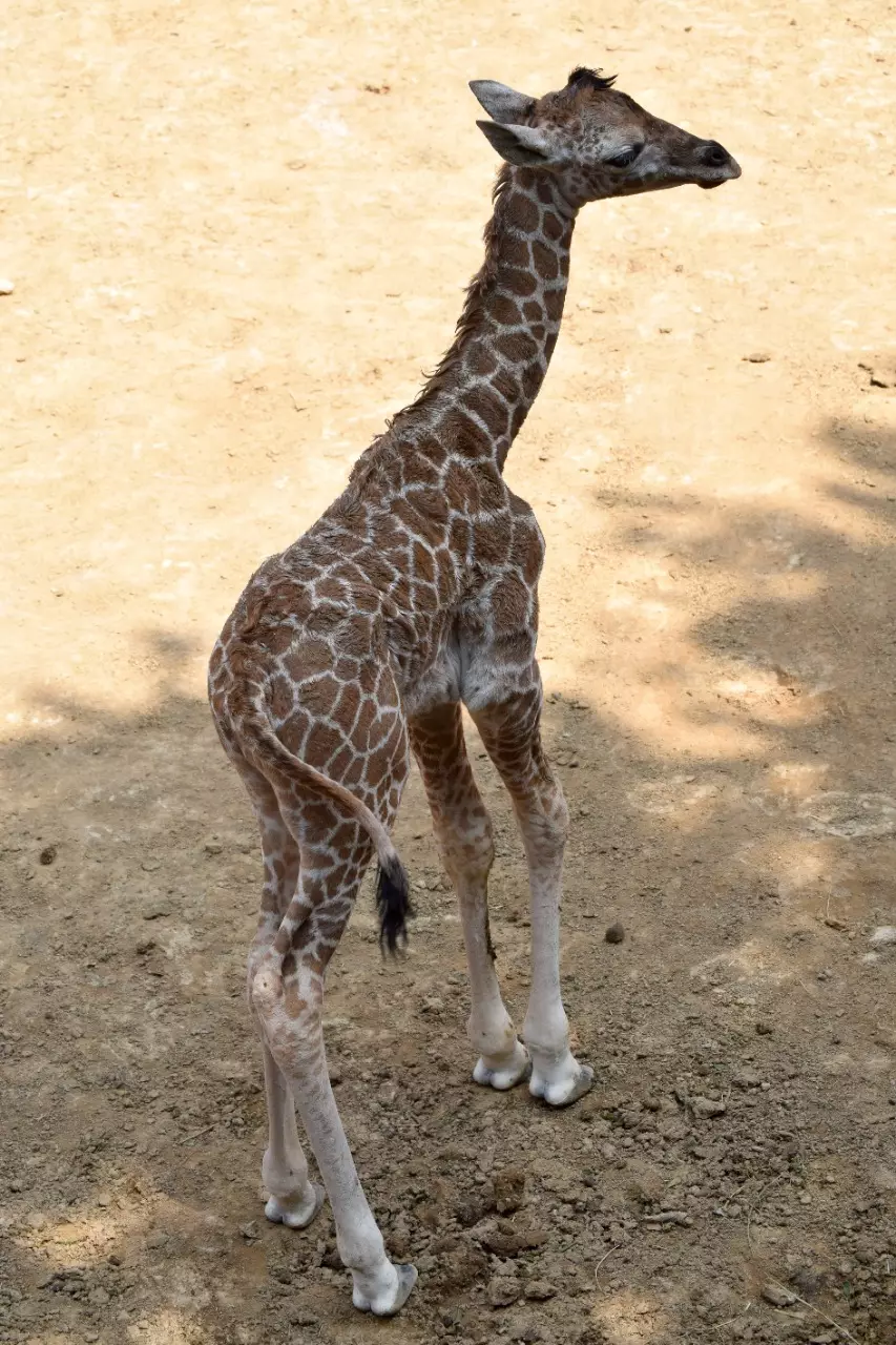 giraffes giraffe