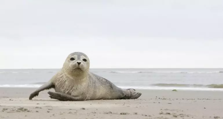 12 espécies de focas que você pode não conhecer