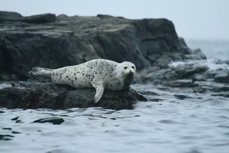 12 espécies de focas que você pode não conhecer 5140_13