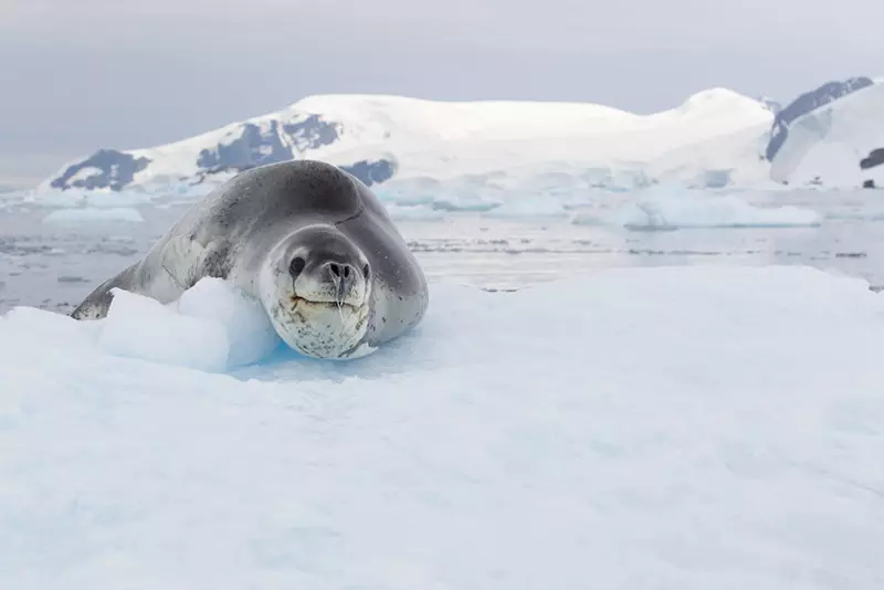 12 espécies de focas que você pode não conhecer 5140_6