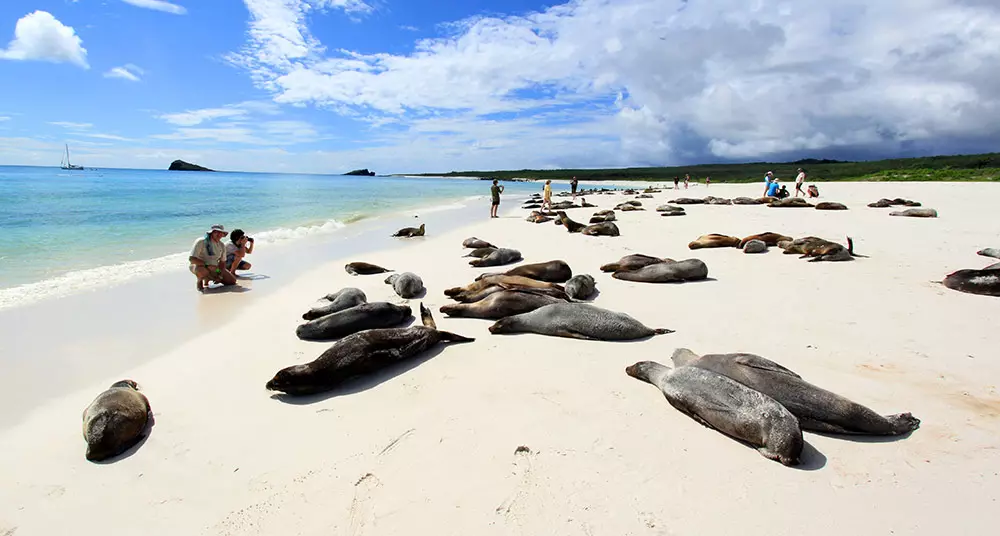 Giravên Galapagos, gihîştî 5268_2