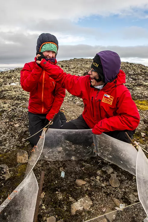 moss antarctica