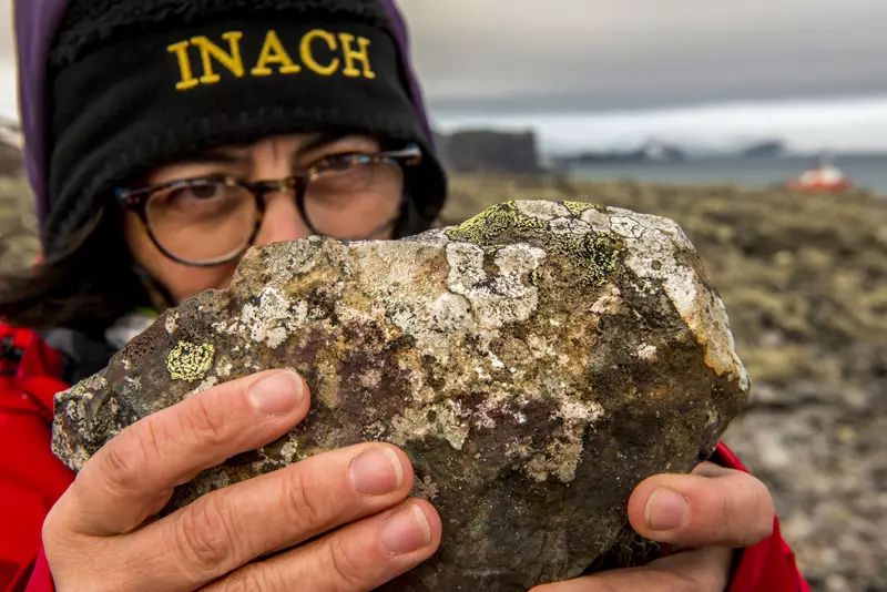 moss antarctica