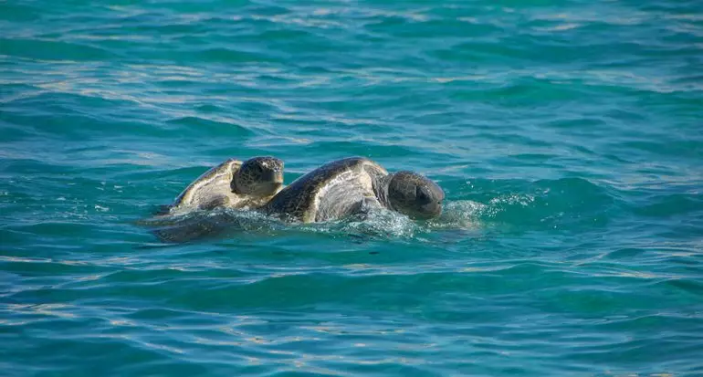 Com es reprodueixen els animals marins?