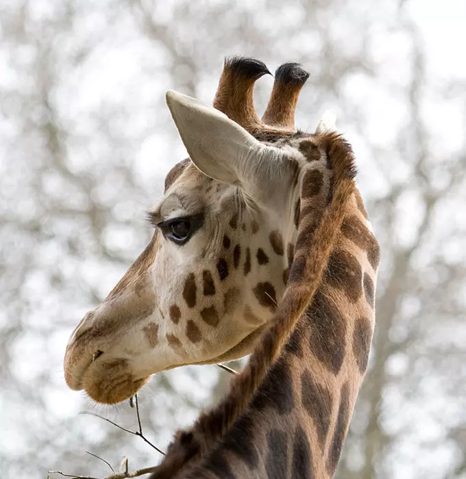 Giraffes, Giants of Africa 5308_11