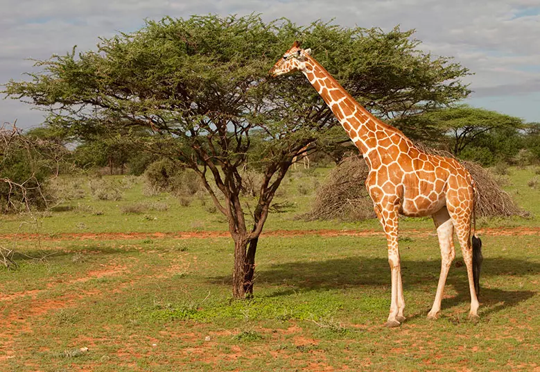 Giraffes, Giants of Africa 5308_12