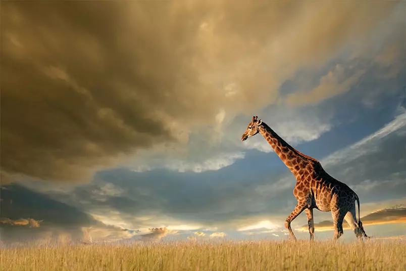 Giraffes, Giants of Africa 5308_13