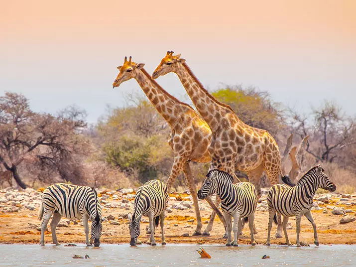 Giraffes, Giants of Africa 5308_2