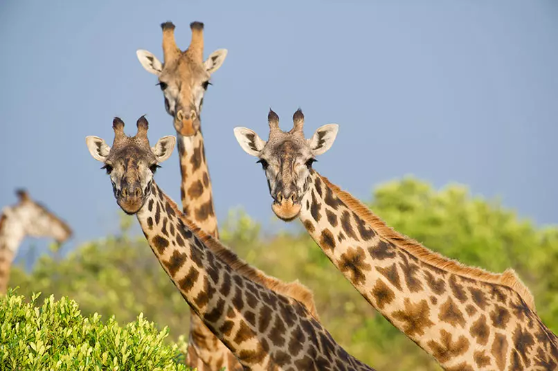 Giraffes, the giants of Africa 5308_3