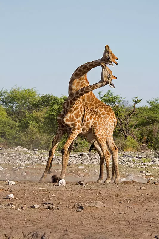 Giraffes, awọn omiran ti Afirika 5308_4