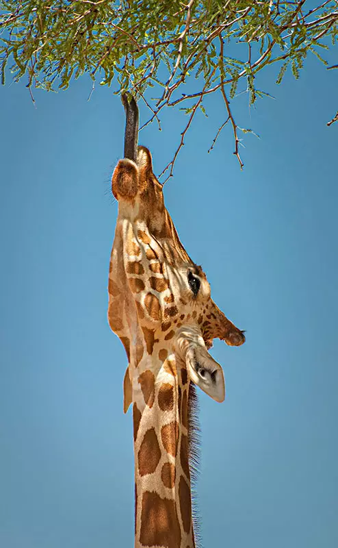 Giraffes, Giants of Africa 5308_5