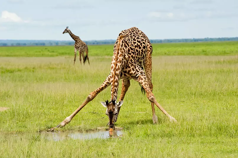 Zsiráfok, Afrika óriásai 5308_6