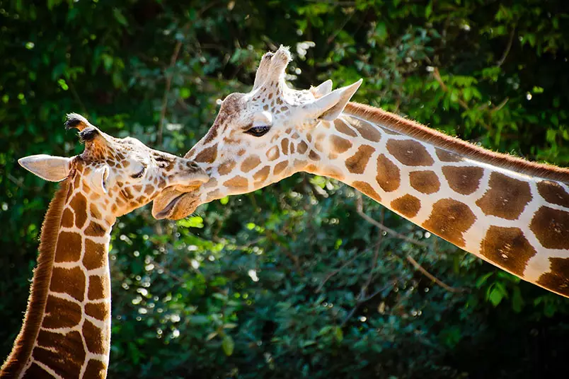 Giraffes, awọn omiran ti Afirika 5308_7