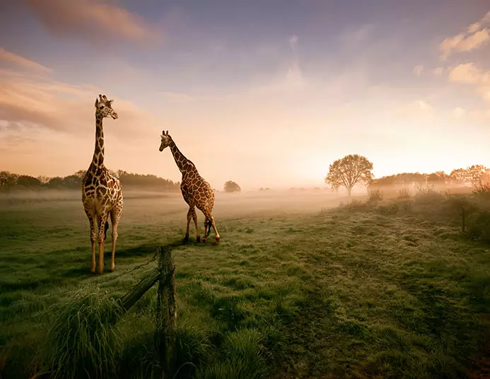 Giraffes, Giants of Africa 5308_8