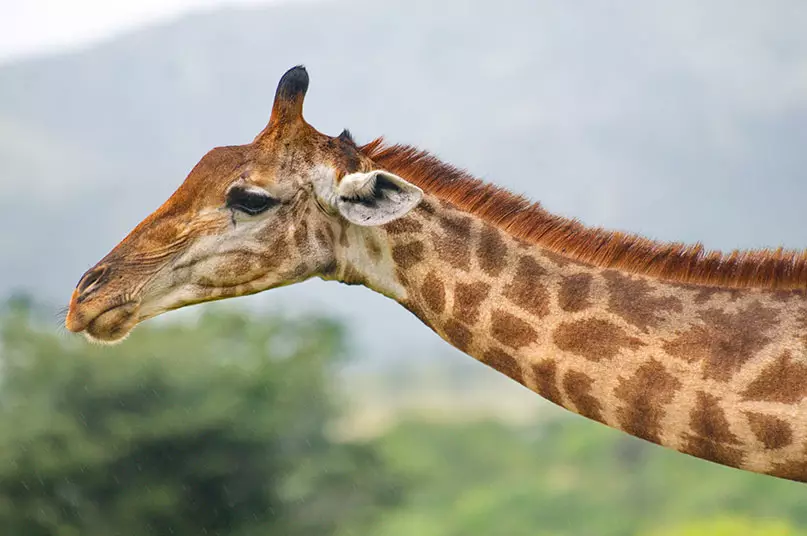 Giraffes, awọn omiran ti Afirika 5308_9