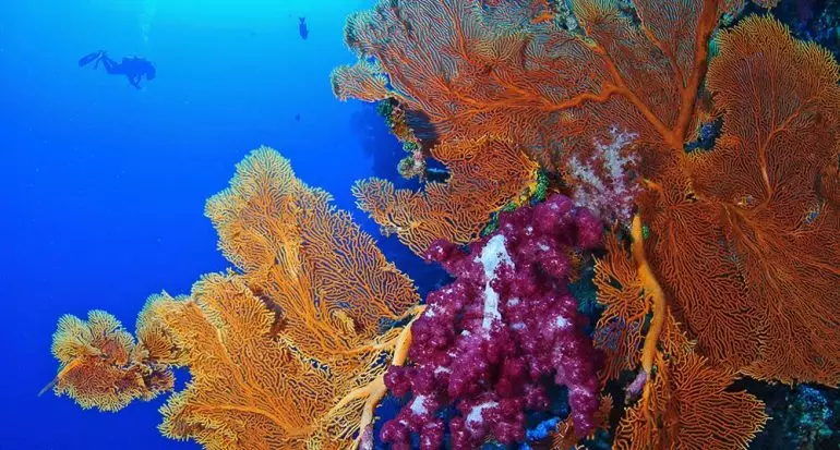 Palau: Corals ati multicolored eja