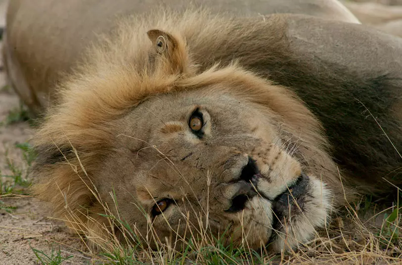 Aslan Cecil'in oğlu Xanda, Zimbabve'de avcılar tarafından öldürüldü 5361_3