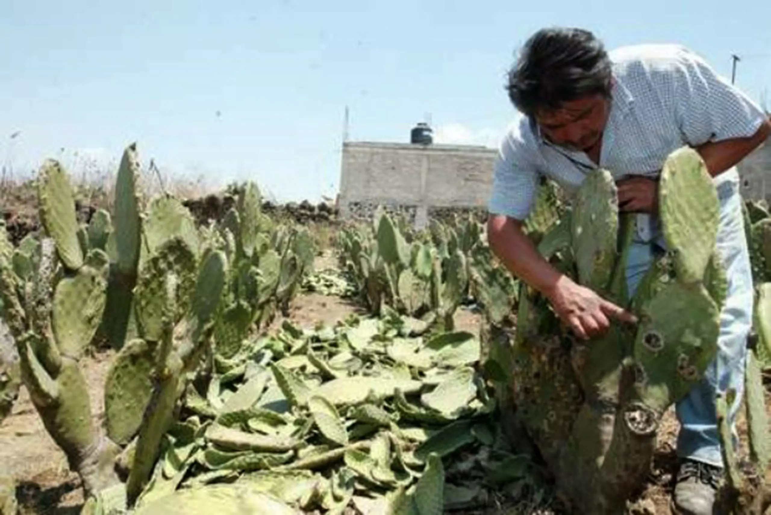 nopal koi