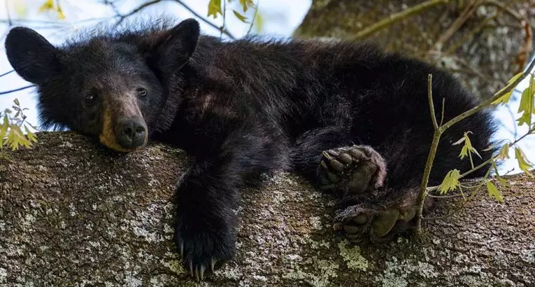 Esemplari di orso nero sono stati avvistati in Messico