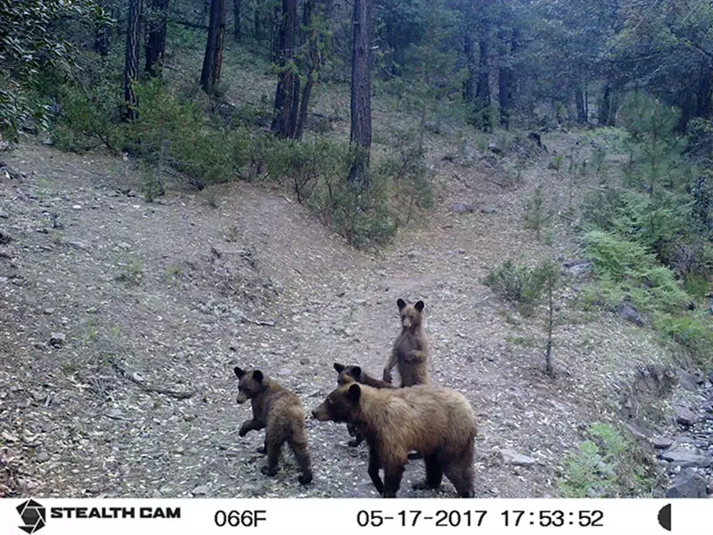 V Mexiku boli spozorované exempláre čierneho medveďa 5427_2