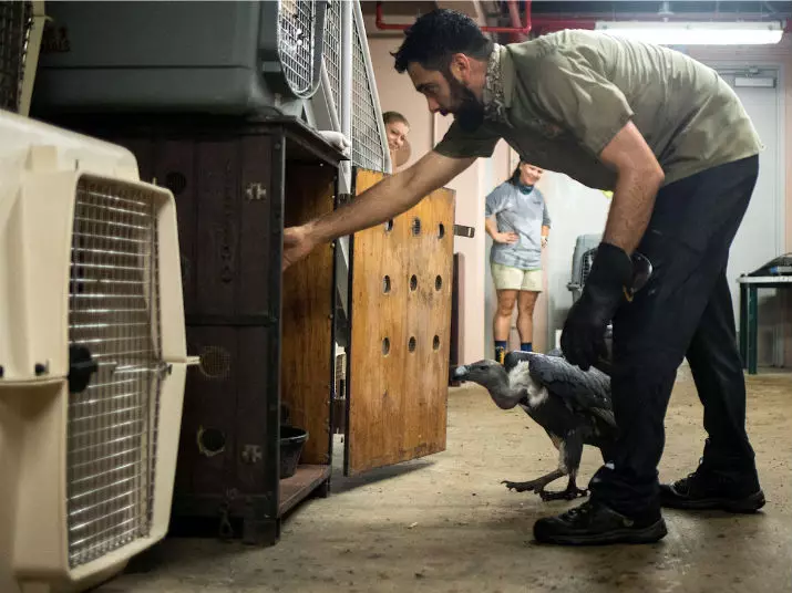 Orkanen Irma: Hvordan Floridas zoologiske haver beskyttede dyr 5490_2