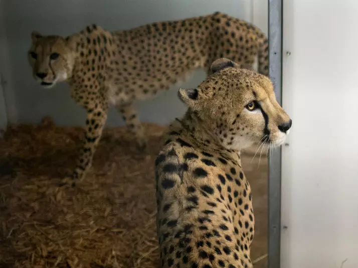 Hurricane Irma: How Florida Zoos Protected Animals 5490_4