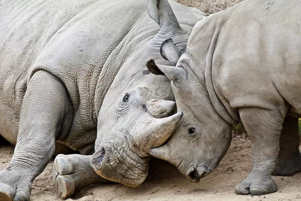 tuberculose rhinos