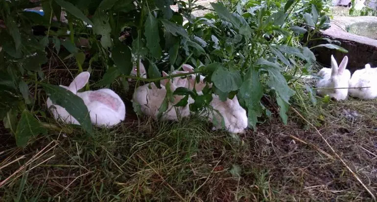 Animais de laboratorio entre as vítimas do terremoto na CDMX