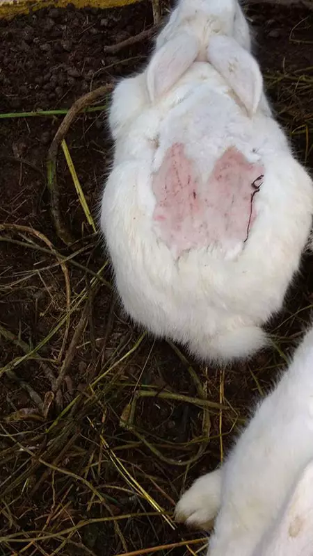 Animais de laboratorio entre as vítimas do terremoto na CDMX 5556_2