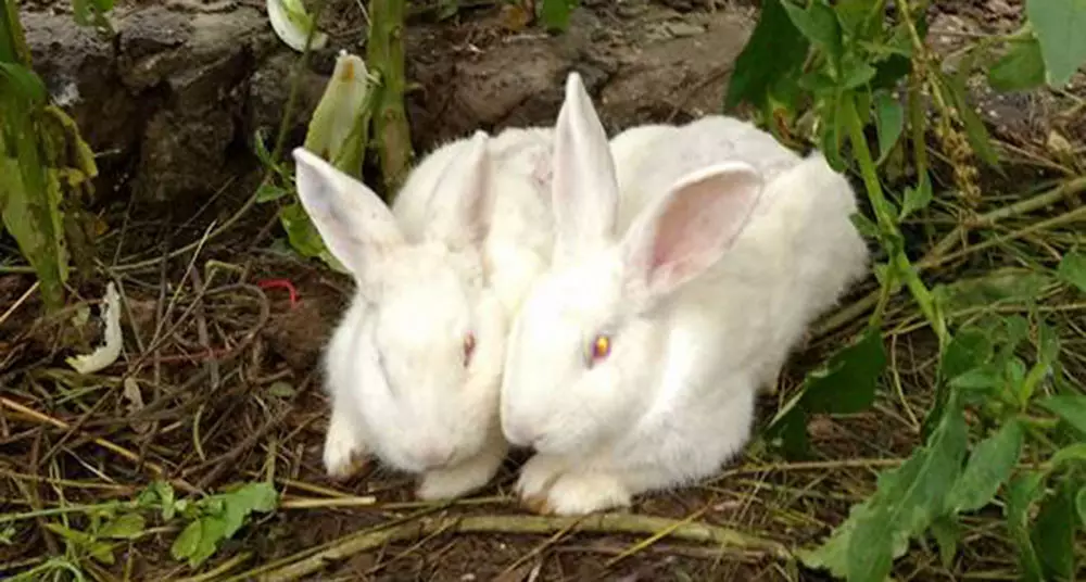 Animais de laboratorio entre as vítimas do terremoto na CDMX 5556_3