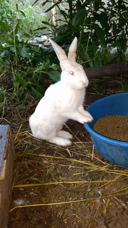 Animais de laboratorio entre as vítimas do terremoto na CDMX 5556_4