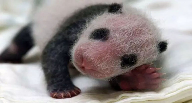 The amazing life cycle of the panda bear