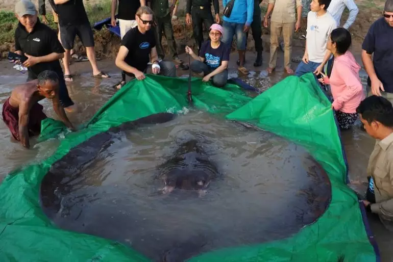 gigantyske stingray