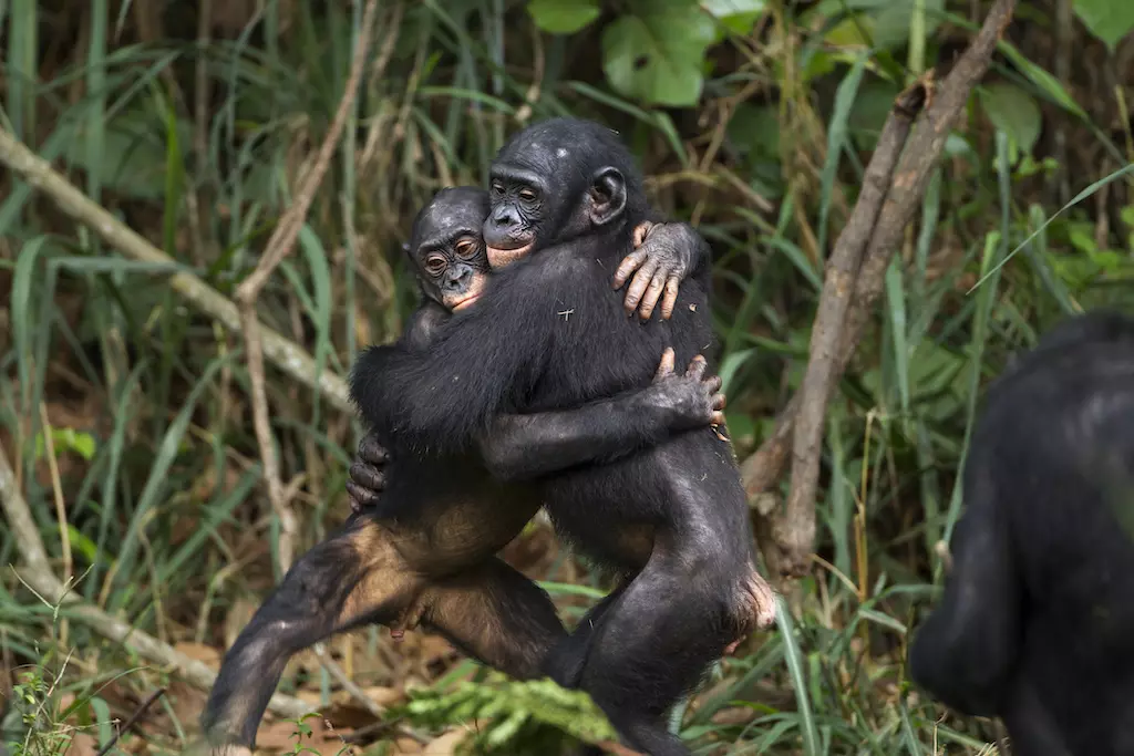 Bonobos waxay bini'aadamka ka dhaxleen dabeecadooda dabacsan